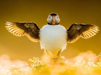 İşte 2021'in en iyi kuş fotoğrafları